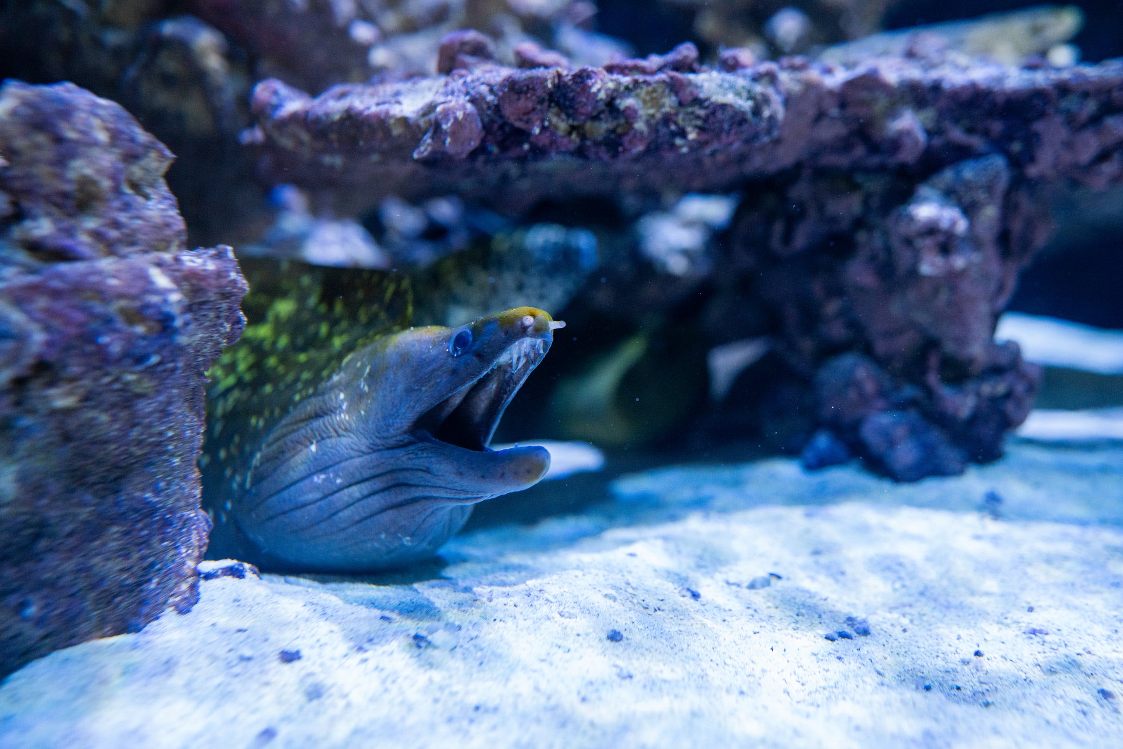 Exploring the Enigmatic Green Moray Eel of Boca Aquarium – Diamonds By ...