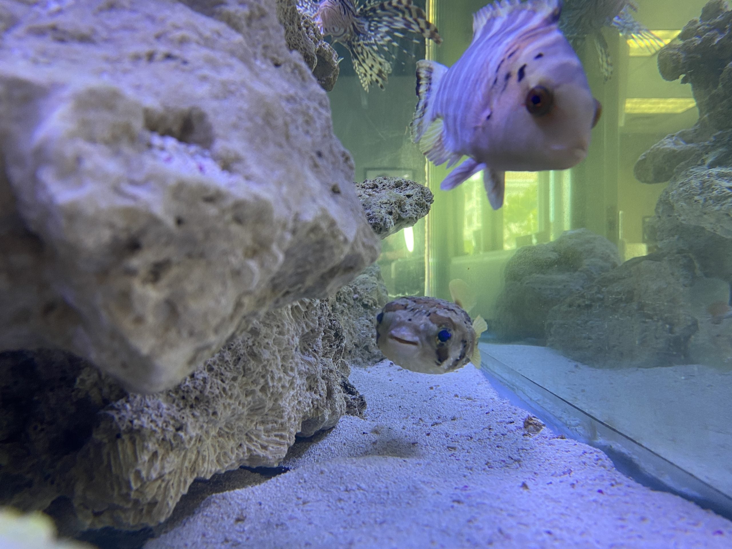 Our Predatory Fish Tank is One-of-a-Kind – Diamonds By Raymond Lee